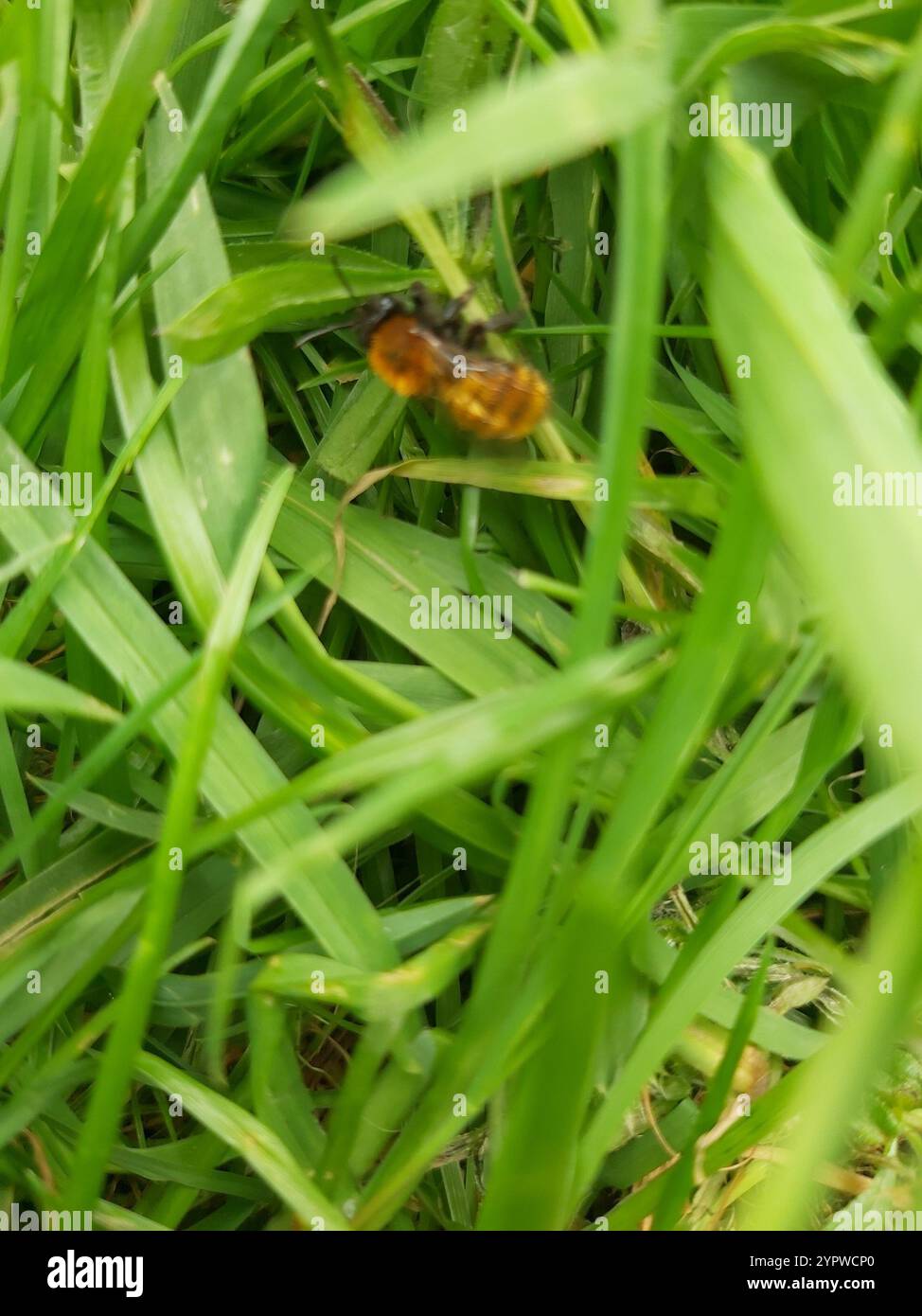 Tawny Mining Bee (Andrena fulva Stock Photo - Alamy