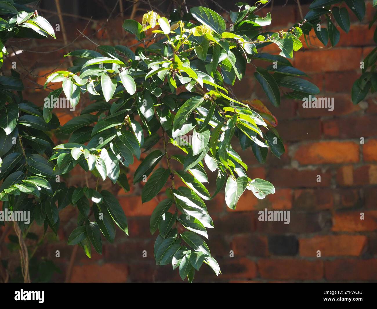 Umbrella cheese tree hi-res stock photography and images - Alamy