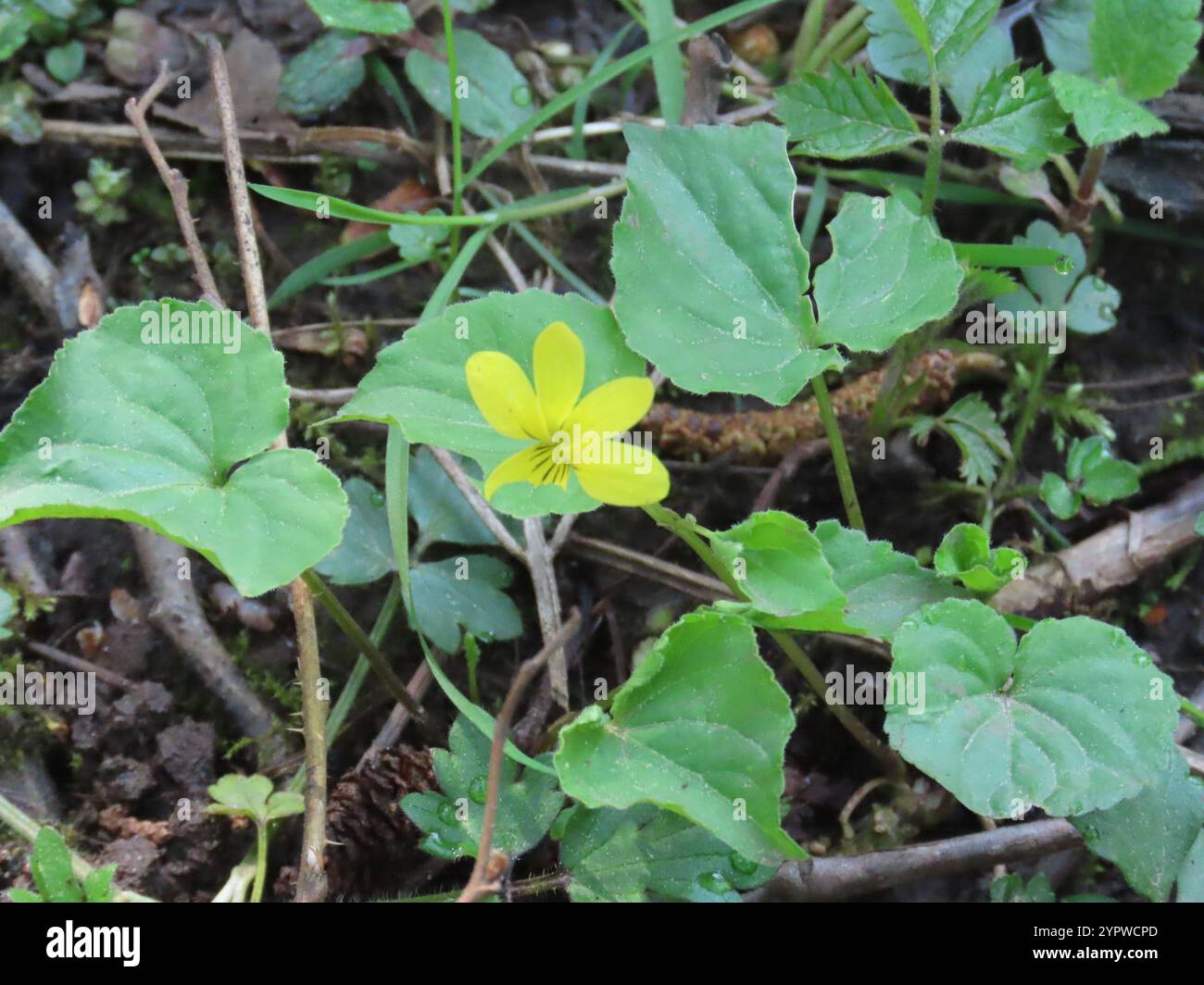 stream violet (Viola glabella Stock Photo - Alamy