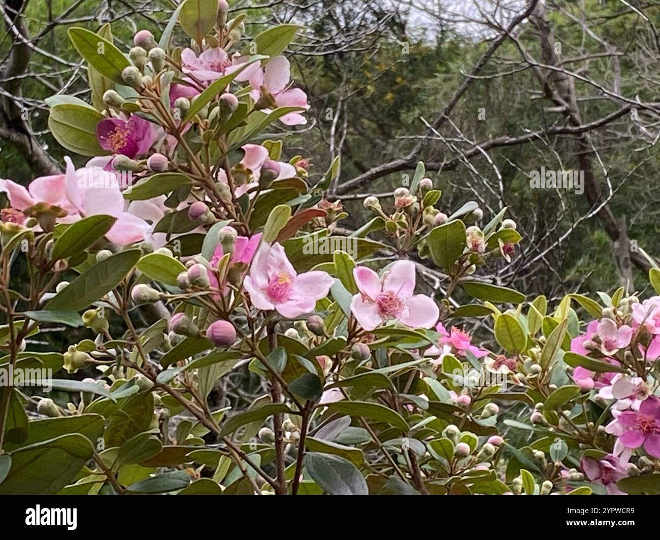 Rose Myrtle (Rhodomyrtus tomentosa Stock Photo - Alamy