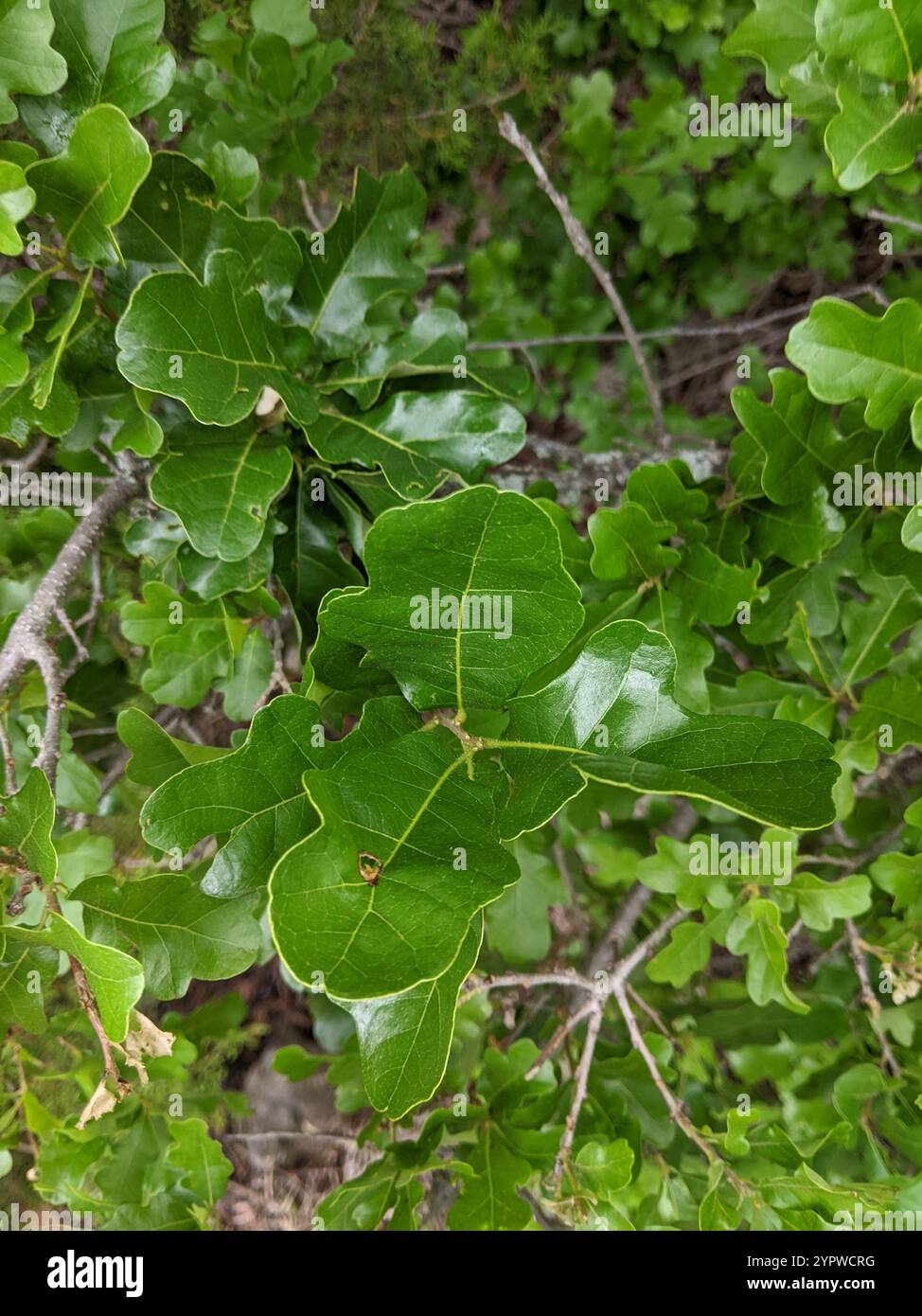bastard oak (Quercus sinuata Stock Photo - Alamy
