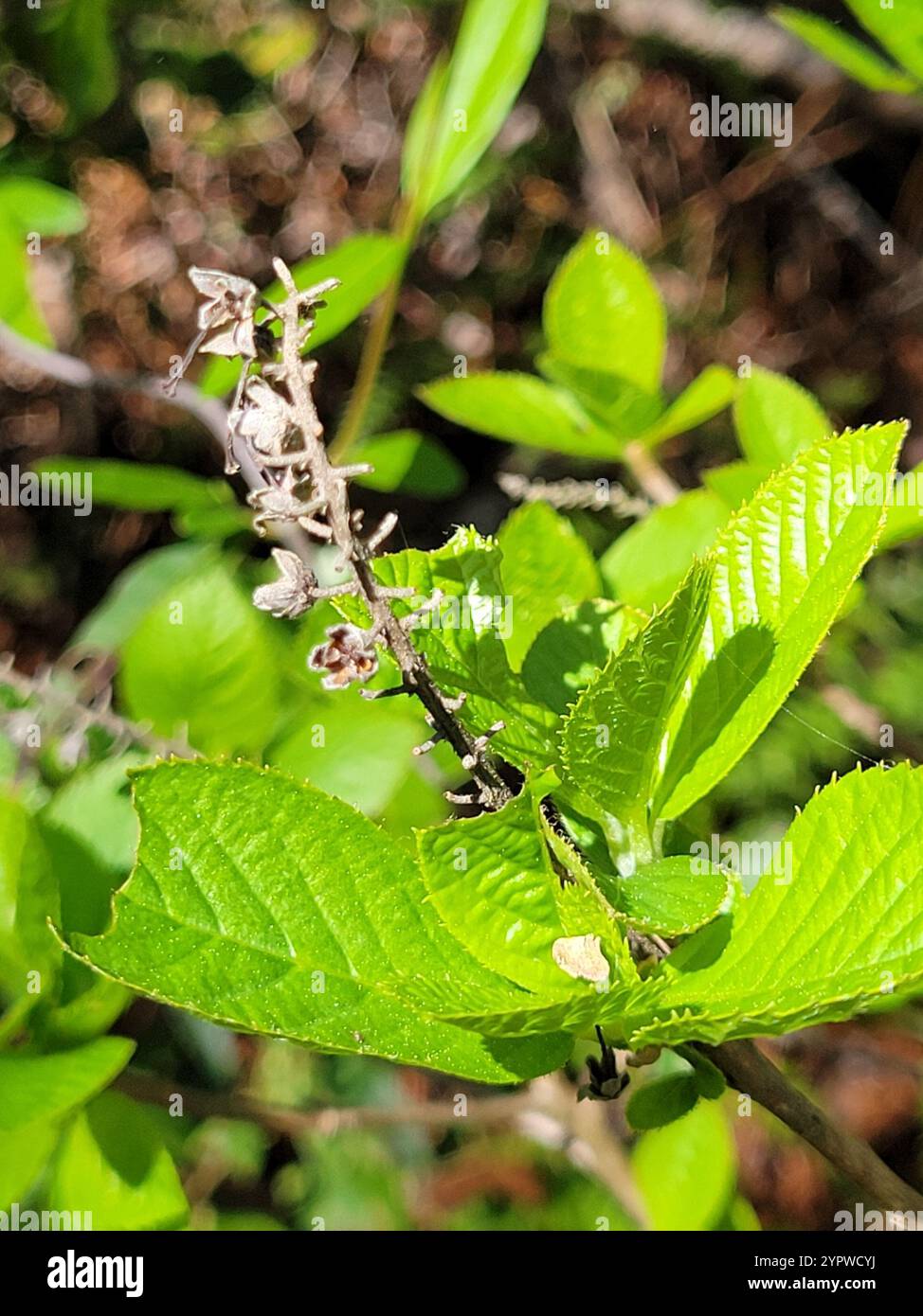 Sweet Pepperbush (Clethra alnifolia Stock Photo - Alamy