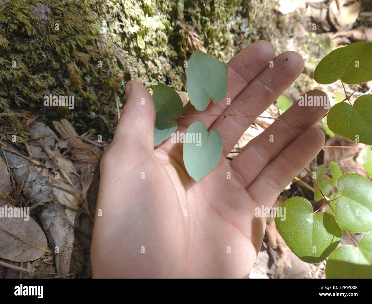 redwood inside-out flower (Vancouveria planipetala Stock Photo - Alamy