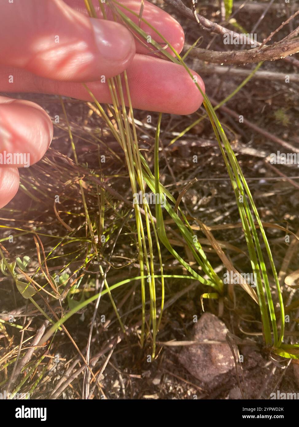 grasses, sedges, cattails, and allies (Poales Stock Photo - Alamy