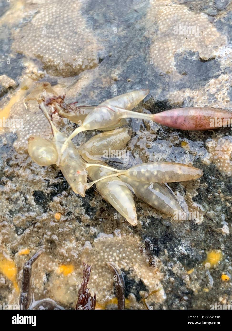Frilled Dogwinkle (Nucella lamellosa Stock Photo - Alamy