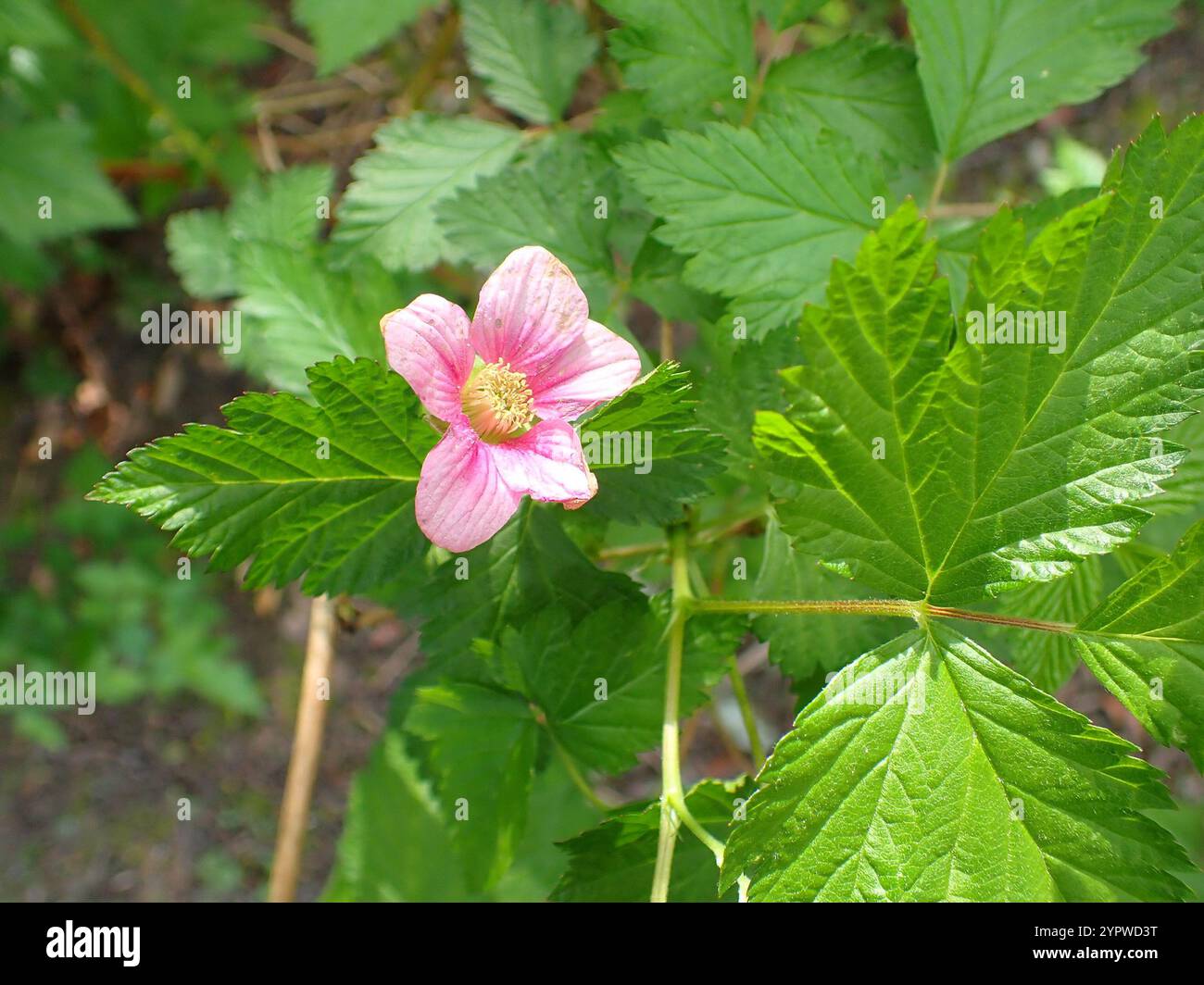 Salmonberry (Rubus spectabilis Stock Photo - Alamy