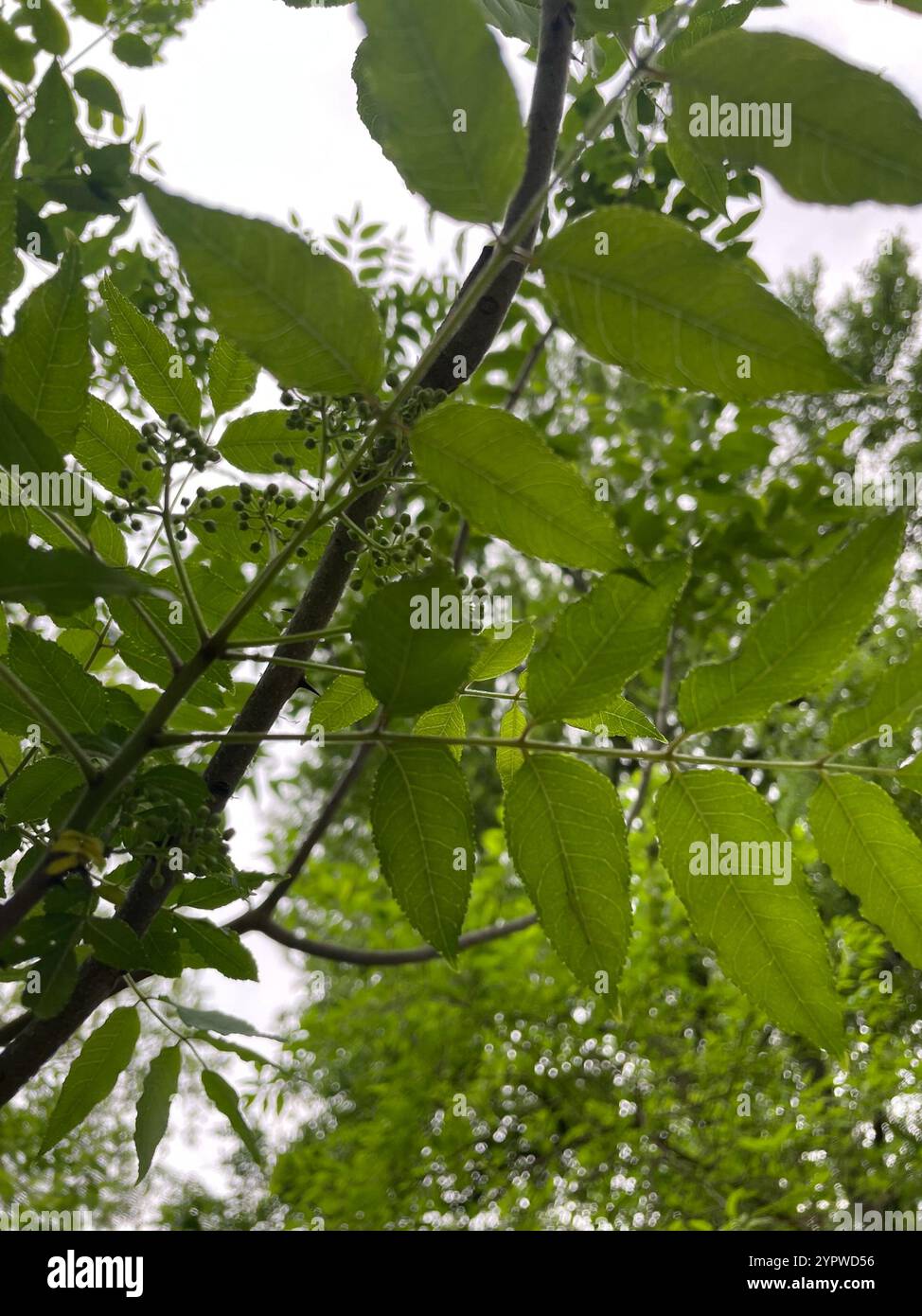 Hercules' club (Zanthoxylum clava-herculis Stock Photo - Alamy