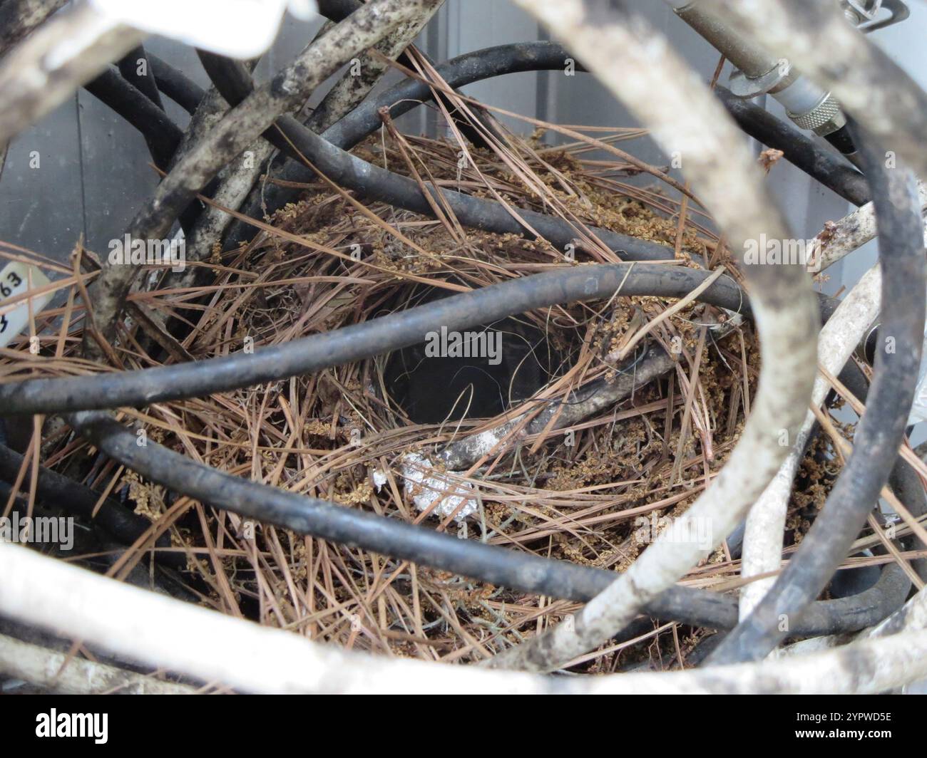 Carolina Wren (Thryothorus ludovicianus Stock Photo - Alamy
