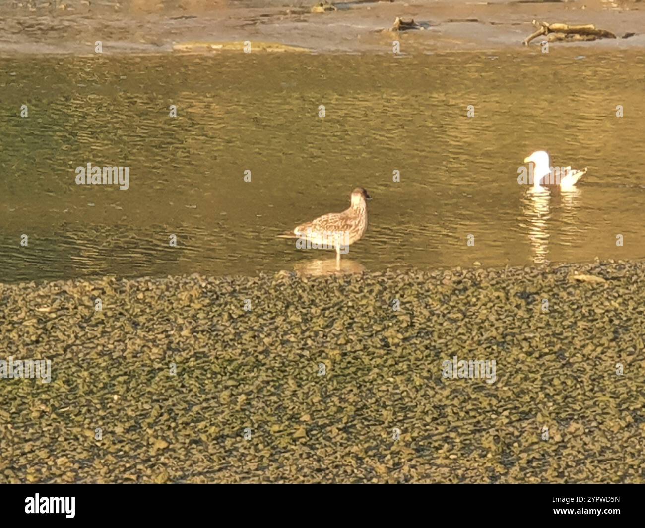 Southern Black-backed Gull (Larus dominicanus dominicanus Stock Photo ...
