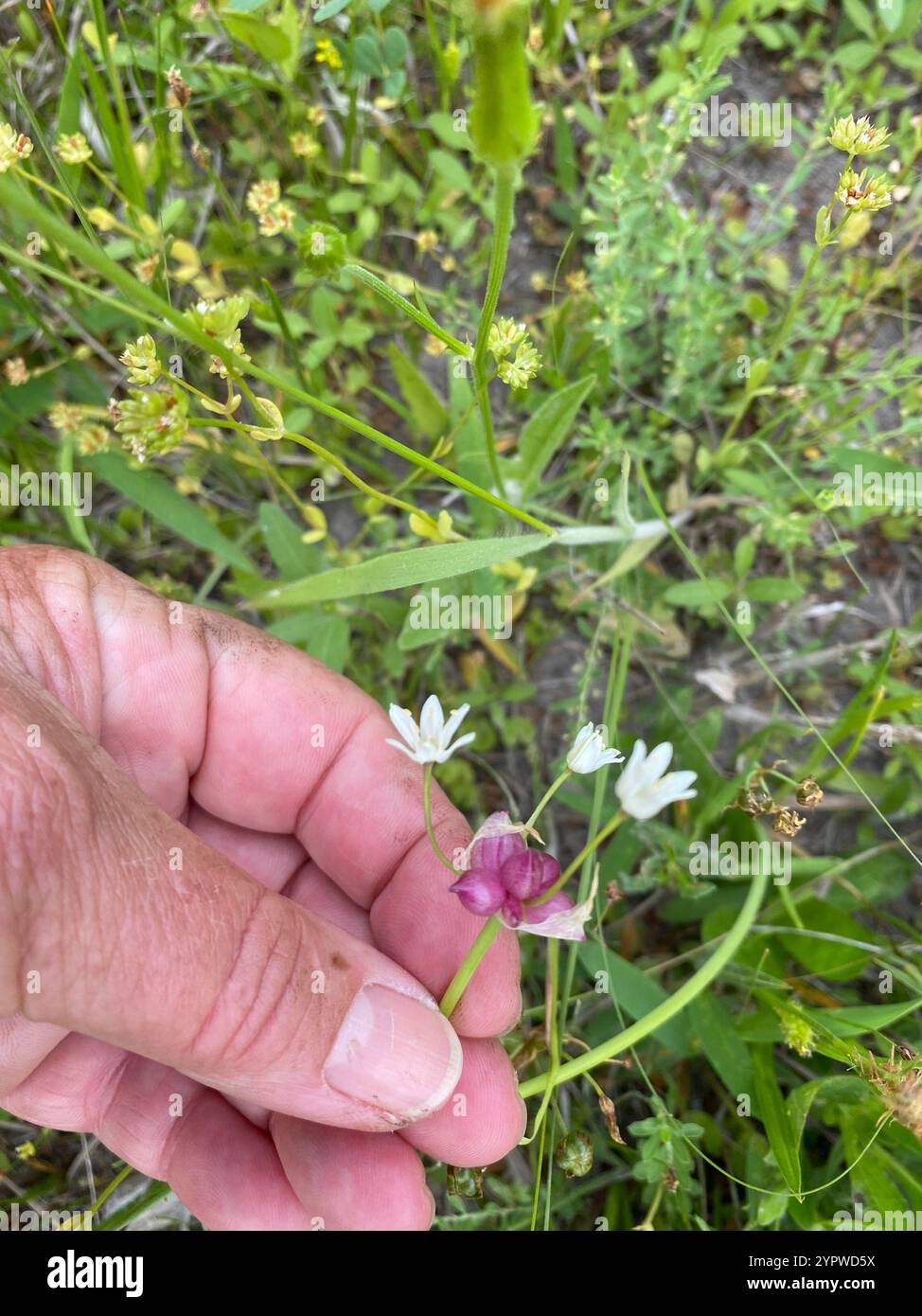 Canadian Meadow garlic (Allium canadense Stock Photo - Alamy