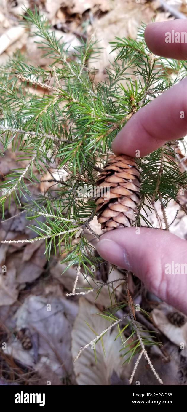 red spruce (Picea rubens Stock Photo - Alamy