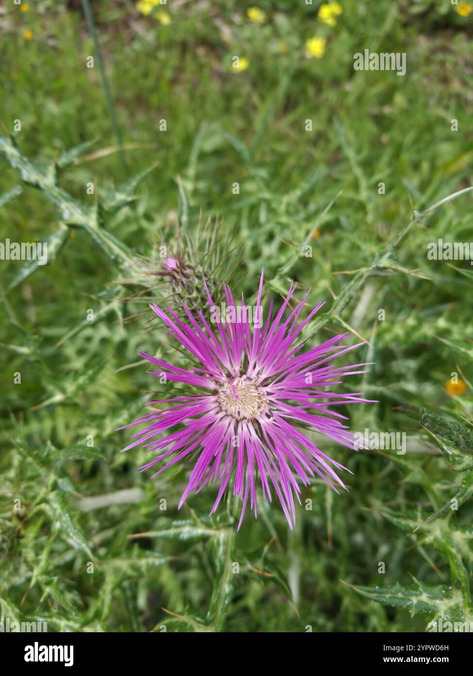 Boar Thistle (Galactites tomentosus Stock Photo - Alamy