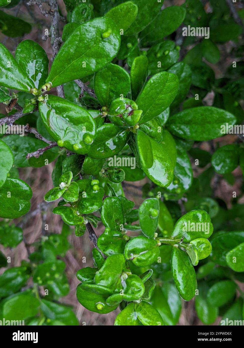 Gall and Rust Mites (Eriophyidae Stock Photo - Alamy
