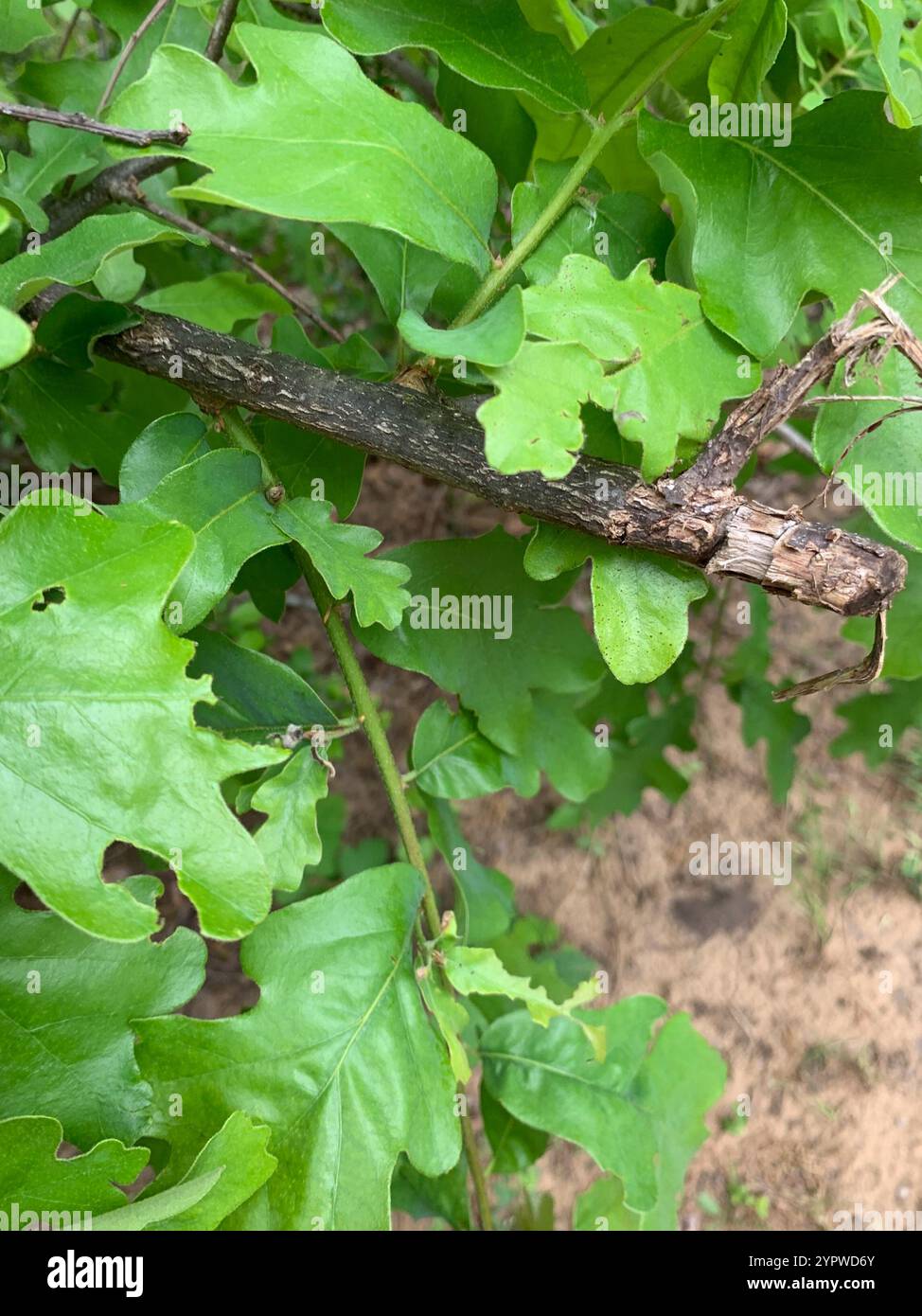 post oak (Quercus stellata Stock Photo - Alamy