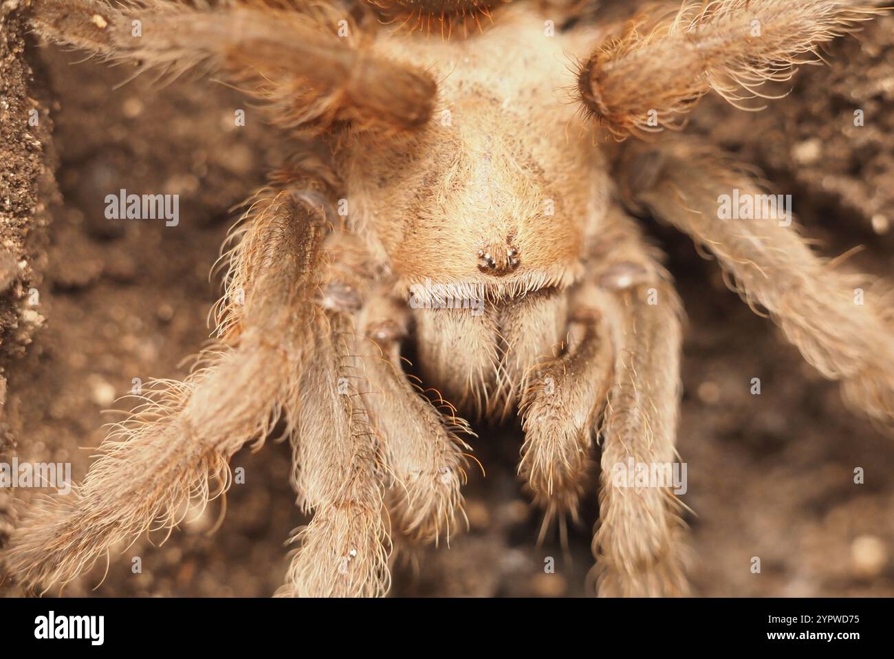 Texas Brown Tarantula (Aphonopelma hentzi Stock Photo - Alamy