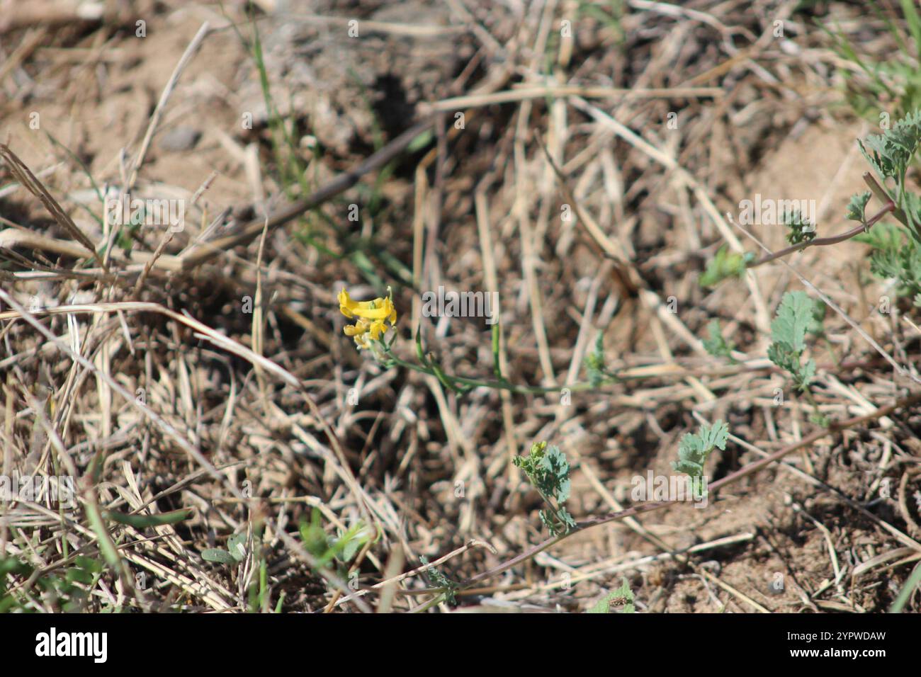 golden corydalis (Corydalis aurea Stock Photo - Alamy