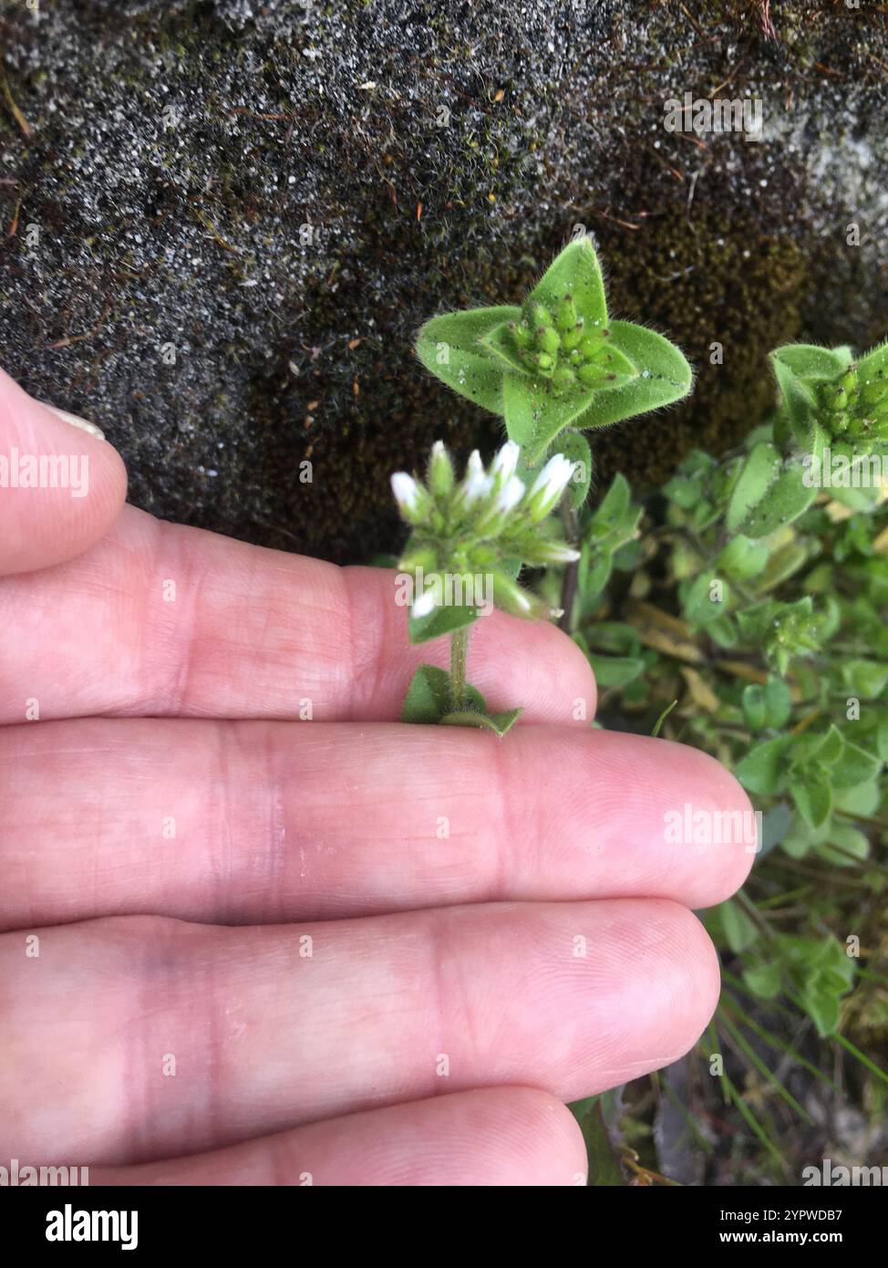 Sticky mouse-ear chickweed (Cerastium glomeratum Stock Photo - Alamy