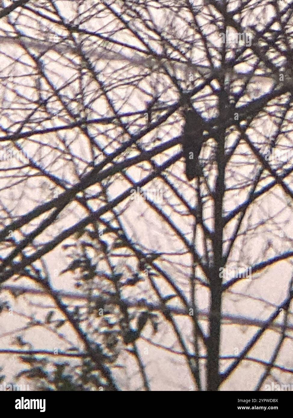 Large Hawk-Cuckoo (Hierococcyx sparverioides Stock Photo - Alamy