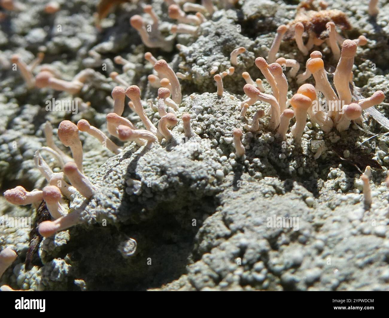 Pink Earth Lichen (Dibaeis baeomyces Stock Photo - Alamy