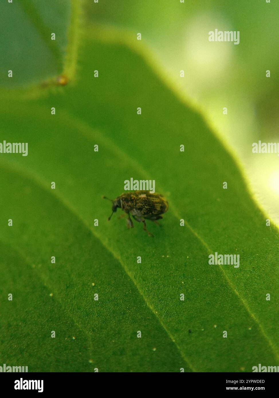 Rhinoncus hi-res stock photography and images - Alamy