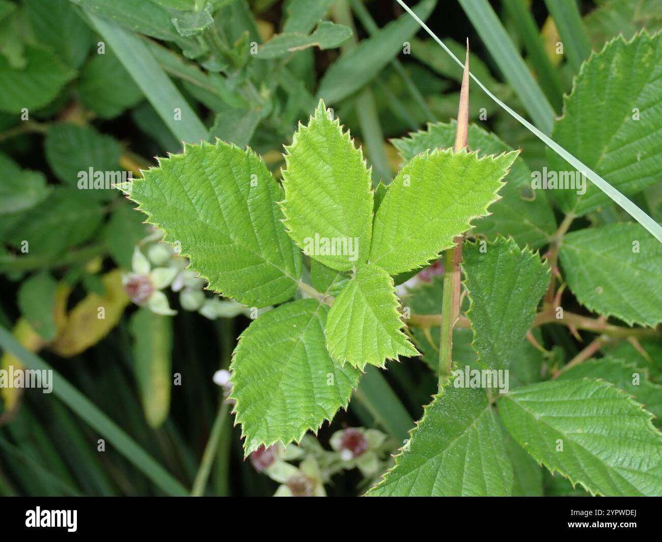 White Bramble (Rubus rigidus Stock Photo - Alamy