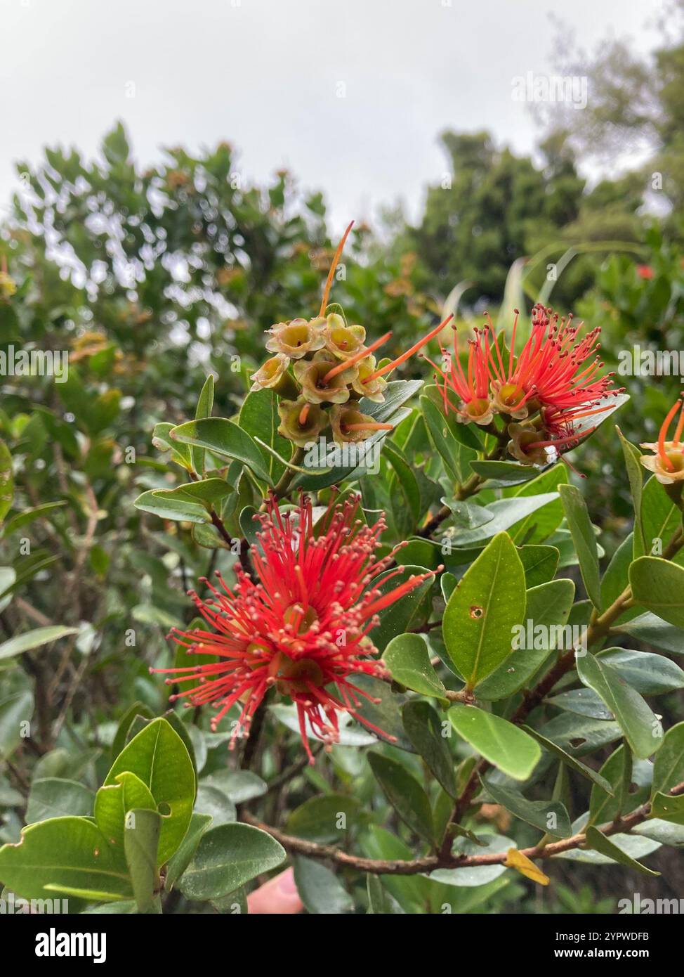 Scarlet rata hi-res stock photography and images - Alamy