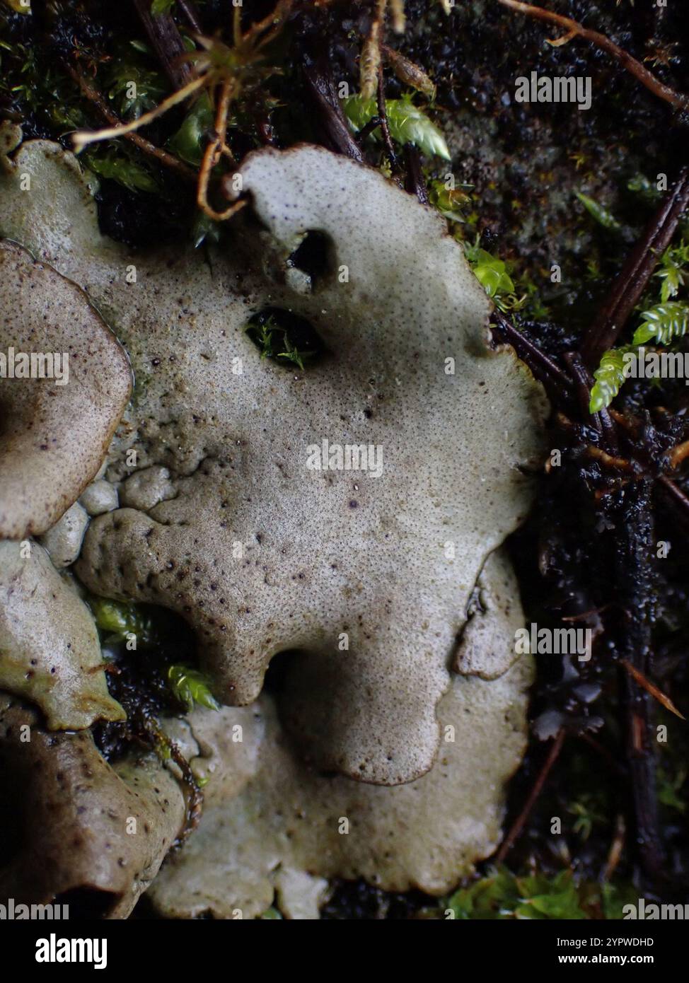 common lichens (Lecanoromycetes Stock Photo - Alamy