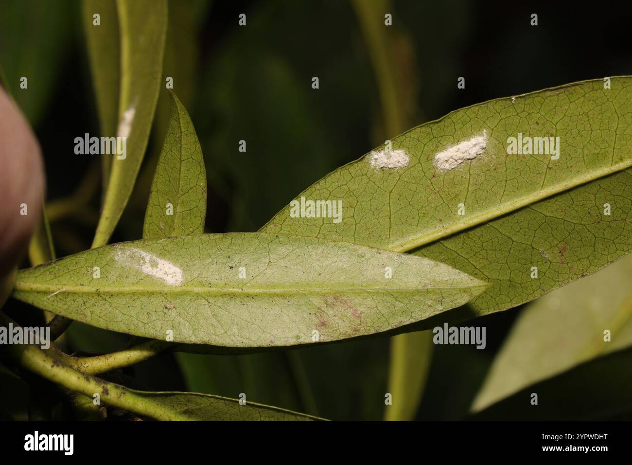 Cottony Yew Scale (Pulvinaria floccifera Stock Photo - Alamy