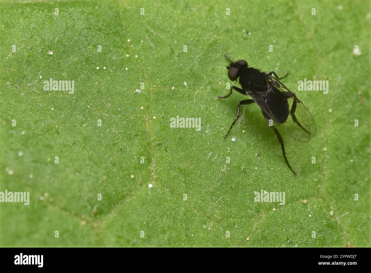 Humpbacked Flies (Phoridae Stock Photo - Alamy