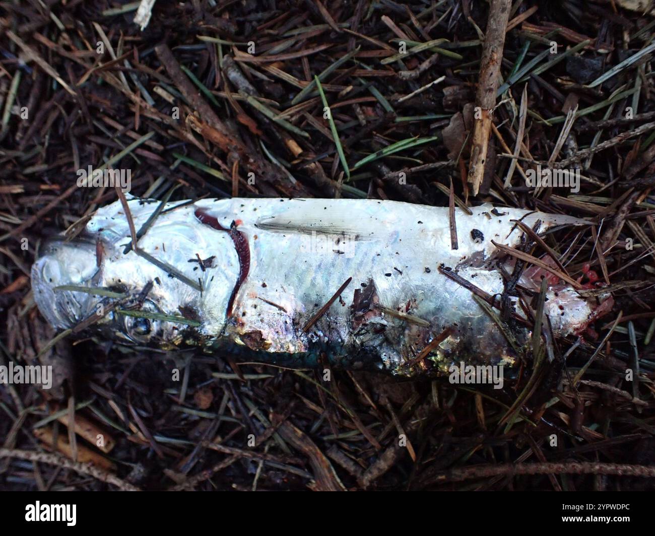 Pacific Herring (Clupea pallasii Stock Photo - Alamy