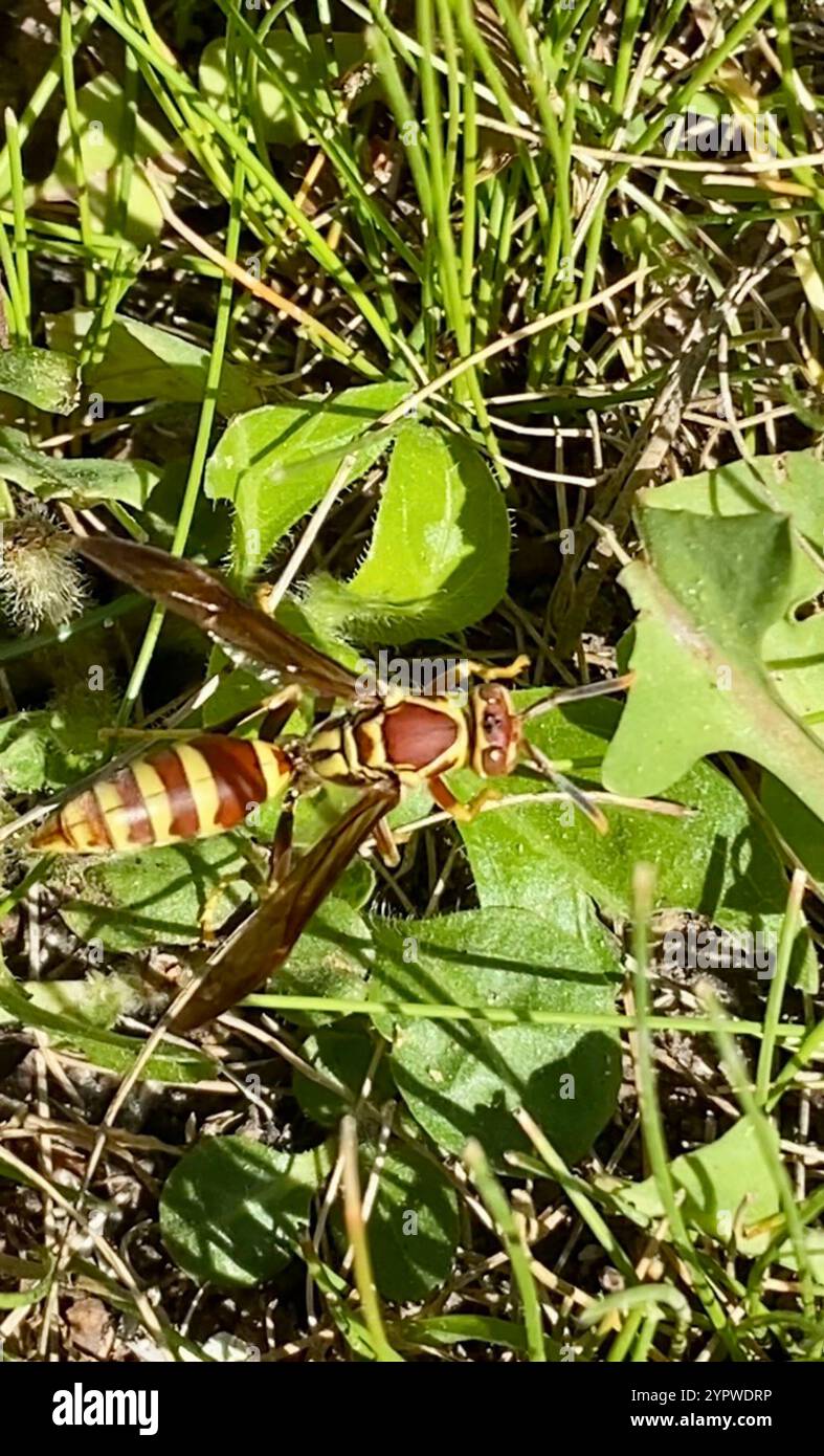 Guinea Paper Wasp (Polistes exclamans Stock Photo - Alamy