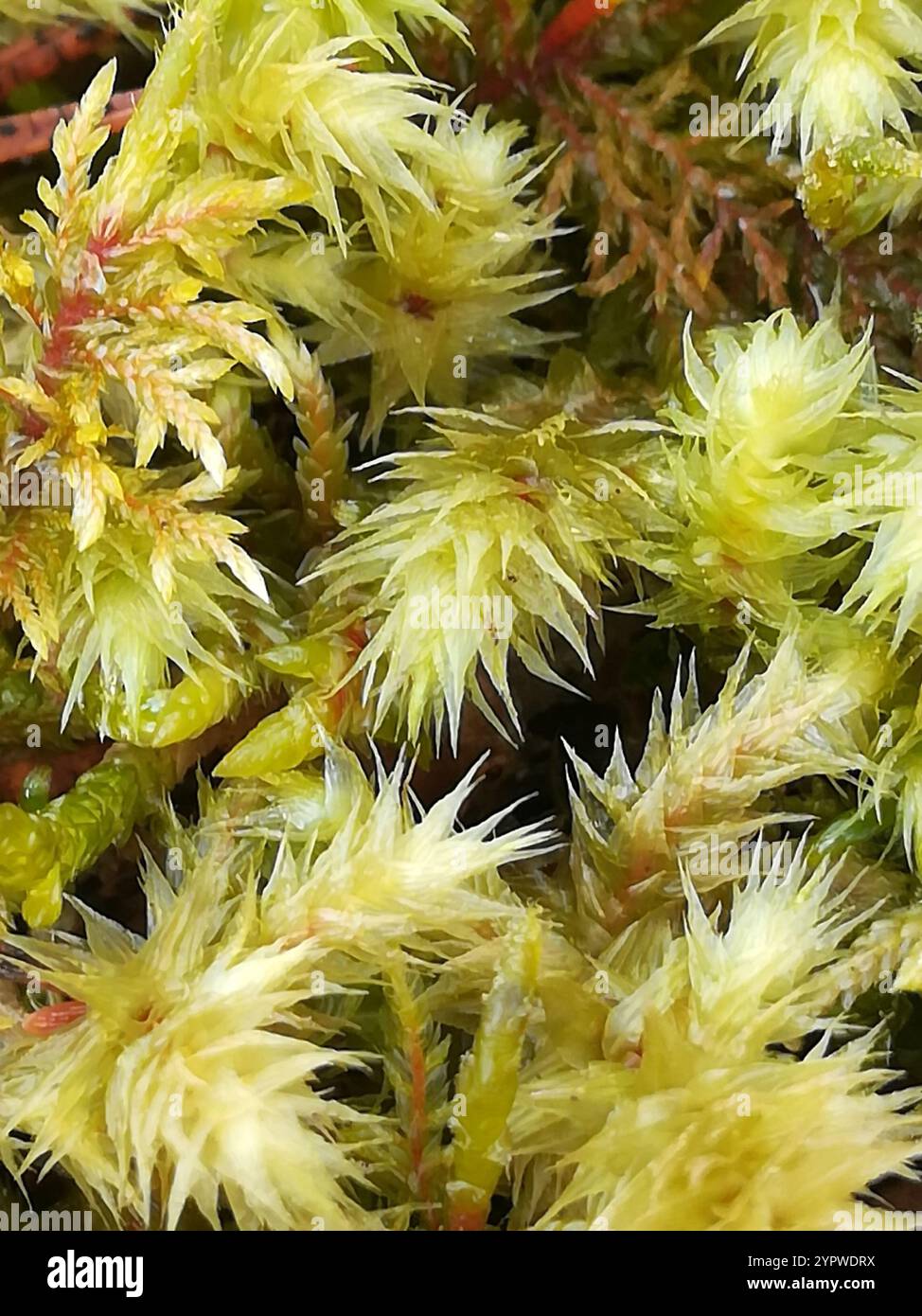 rough goose neck moss (Hylocomiadelphus triquetrus Stock Photo - Alamy