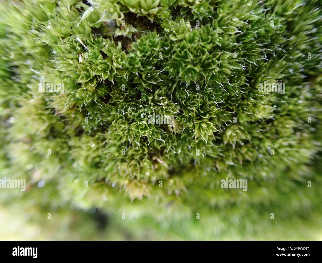 Capillary Thread-moss (Ptychostomum capillare Stock Photo - Alamy