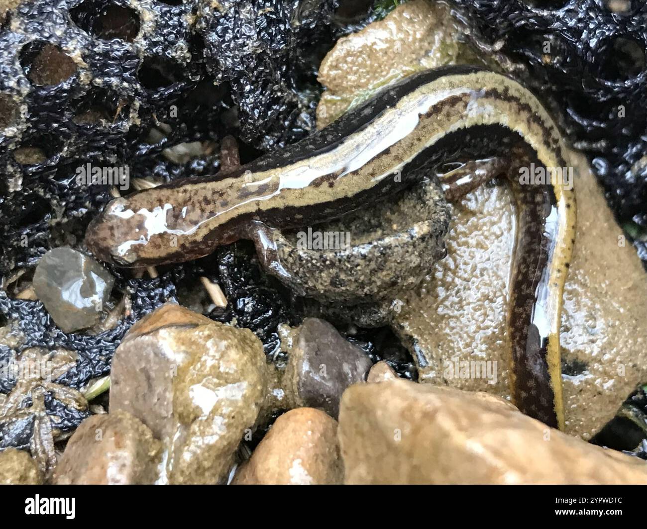 Southern Two-lined Salamander (Eurycea cirrigera Stock Photo - Alamy
