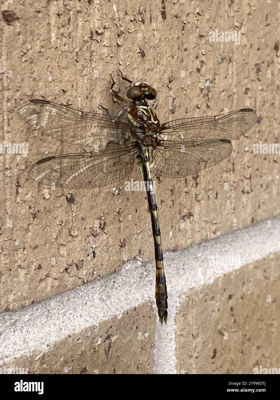 Tawny Sanddragon (Progomphus alachuensis Stock Photo - Alamy