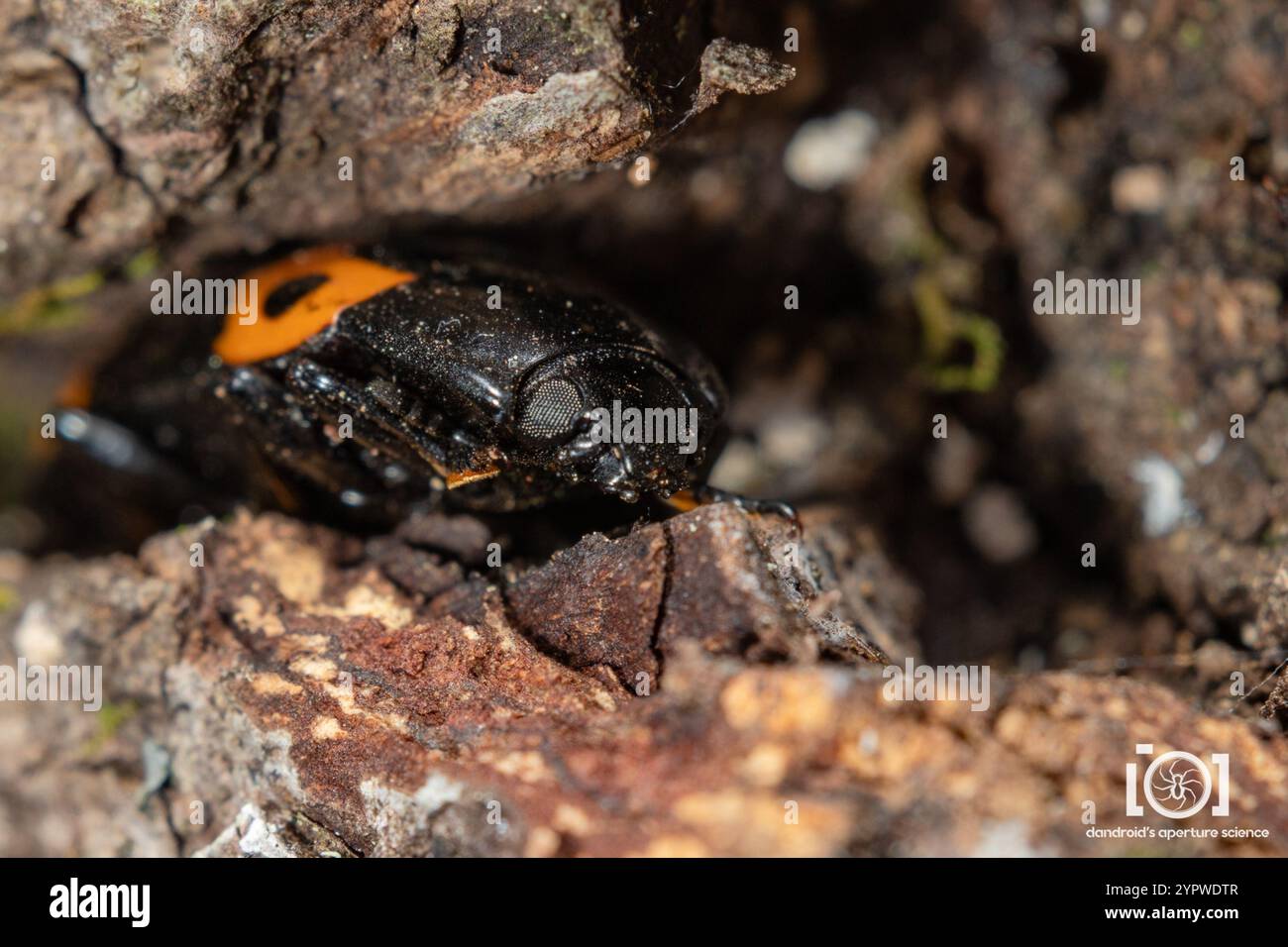Red-banded Fungus Beetle (Megalodacne fasciata Stock Photo - Alamy