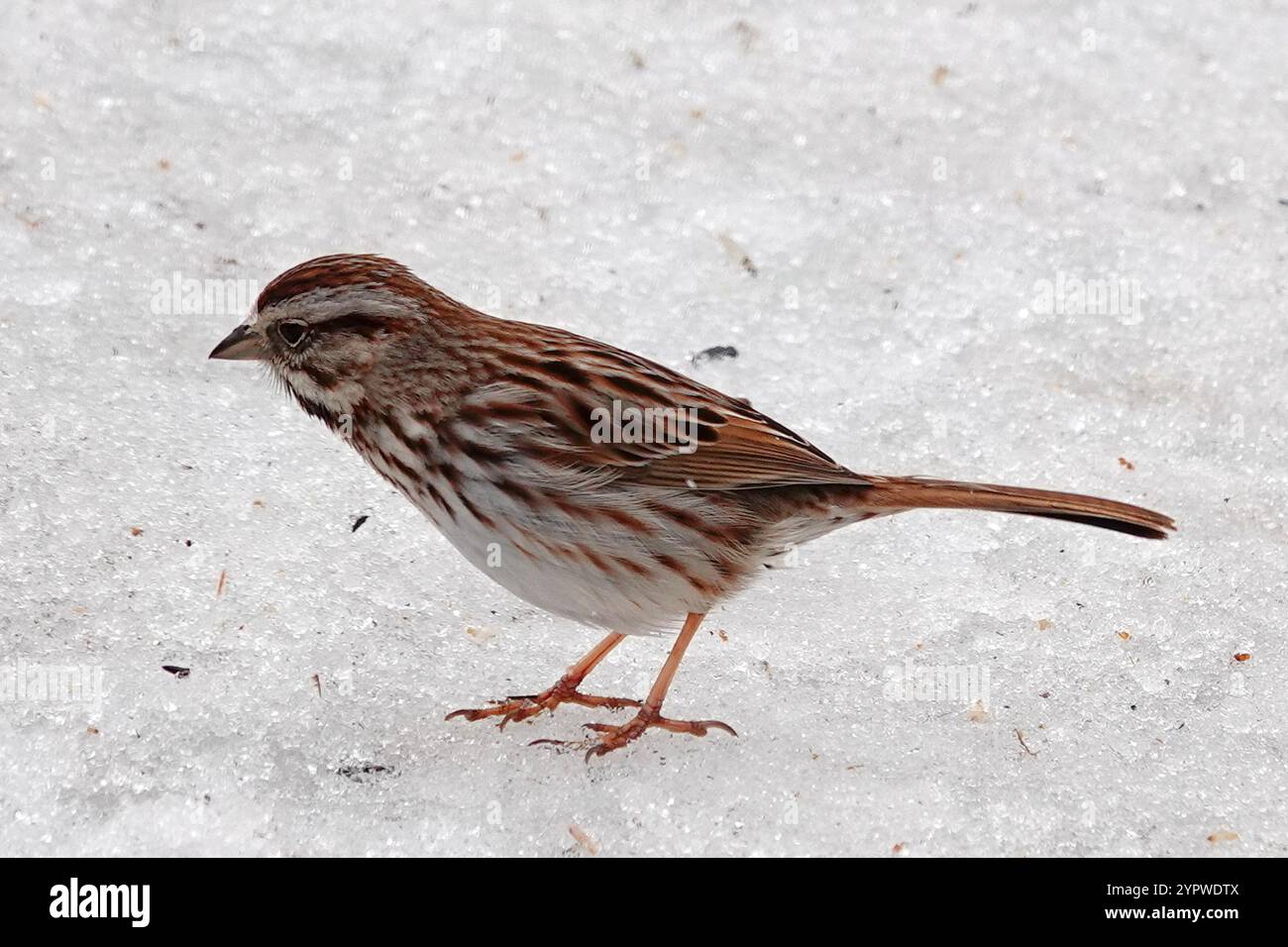 Song Sparrow (Melospiza melodia Stock Photo - Alamy