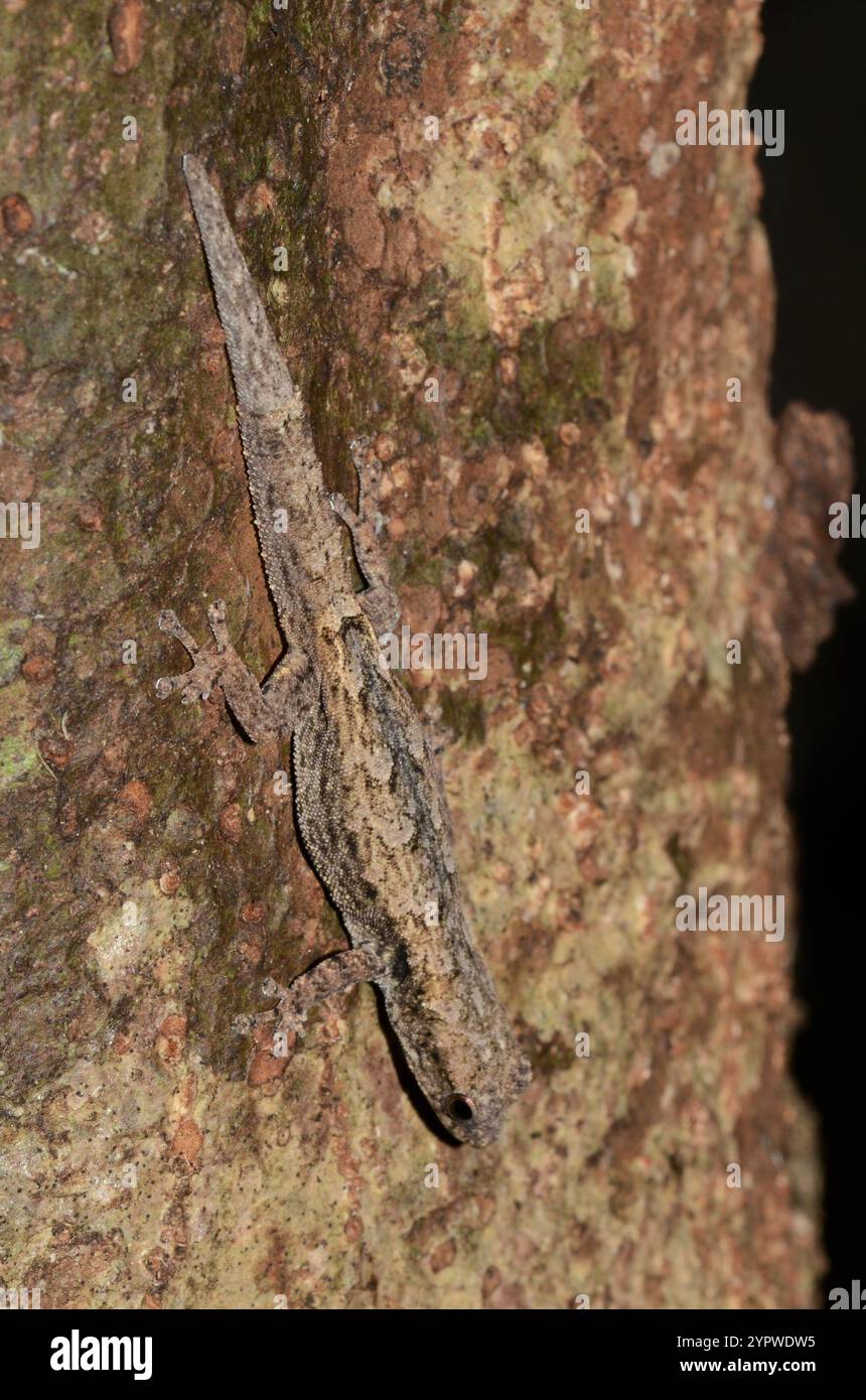 Afro-Neotropical Dwarf Geckos (Lygodactylus Stock Photo - Alamy