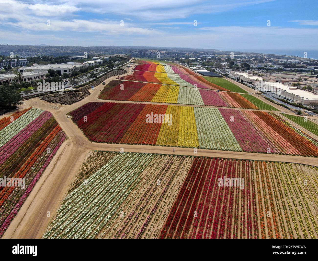 Aerial view of Carlsbad Flower Fields. tourist can enjoy hillsides of ...