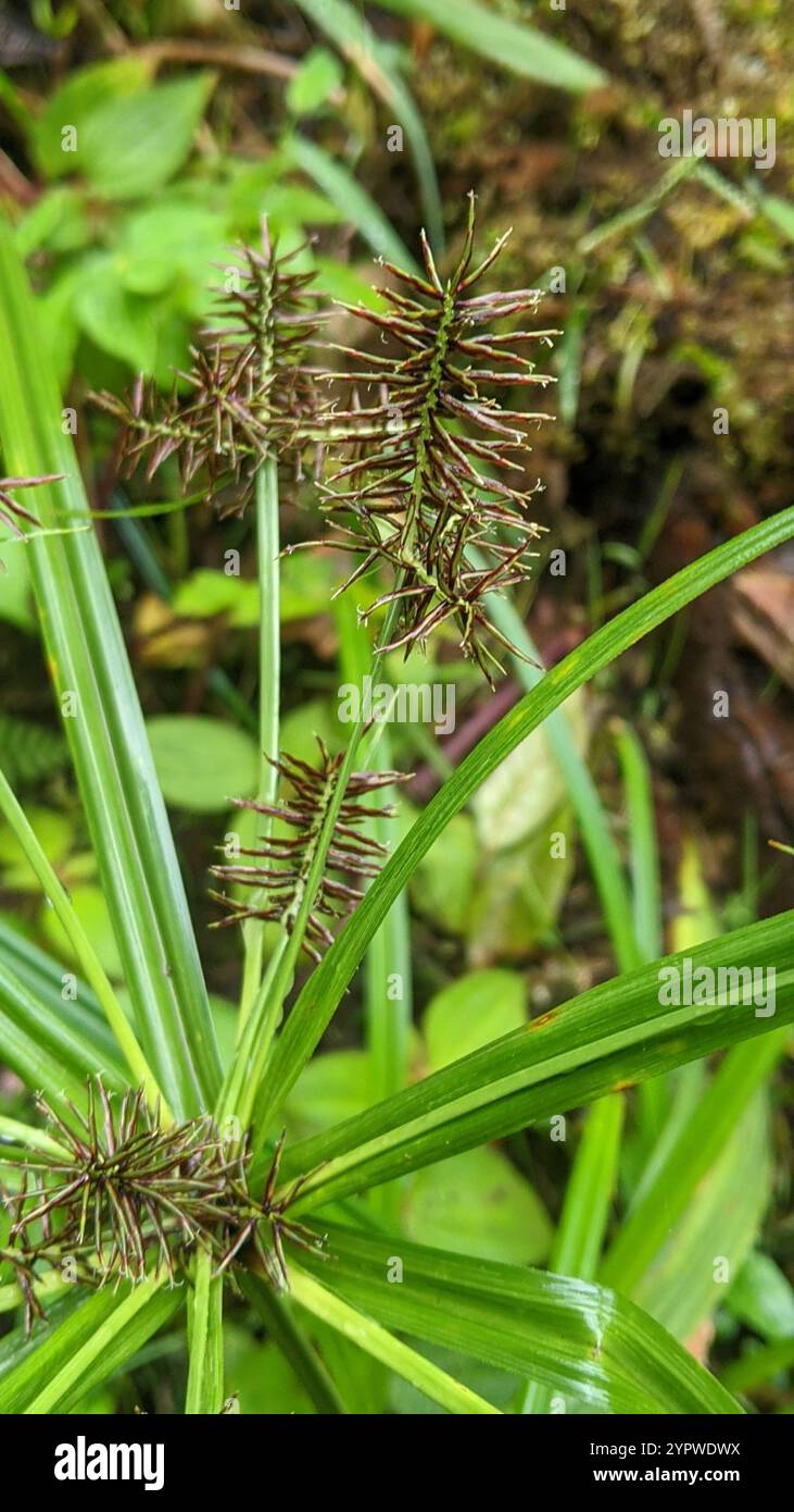 Fragrant flatsedge (Cyperus odoratus Stock Photo - Alamy