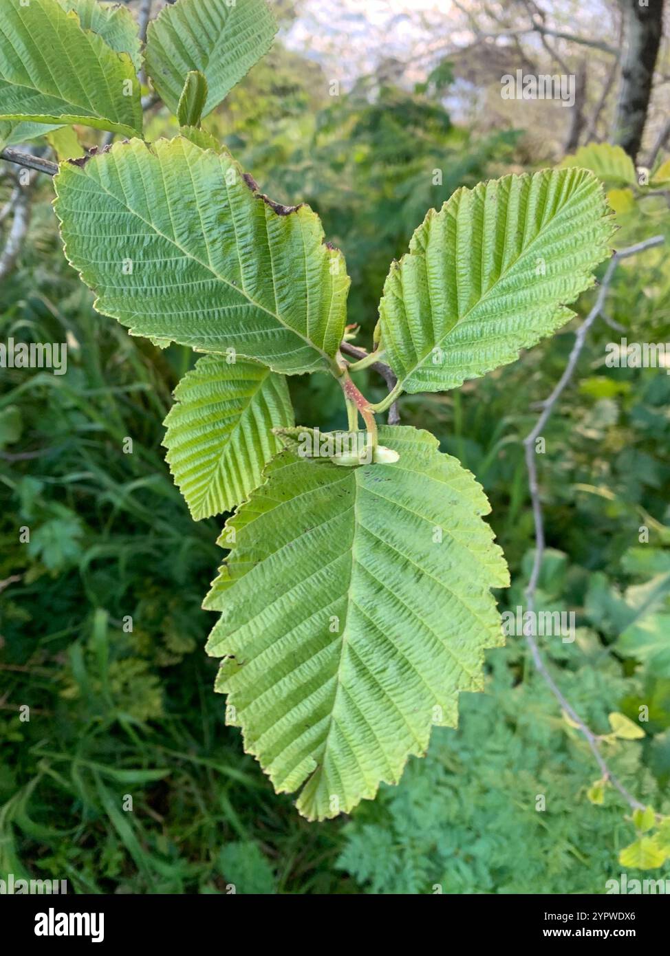 Red Alder (Alnus rubra Stock Photo - Alamy