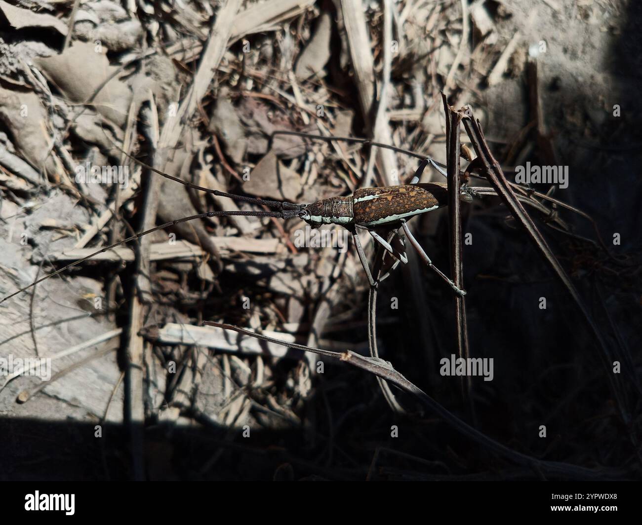 Fig Tree Borer (Neoptychodes trilineatus Stock Photo - Alamy