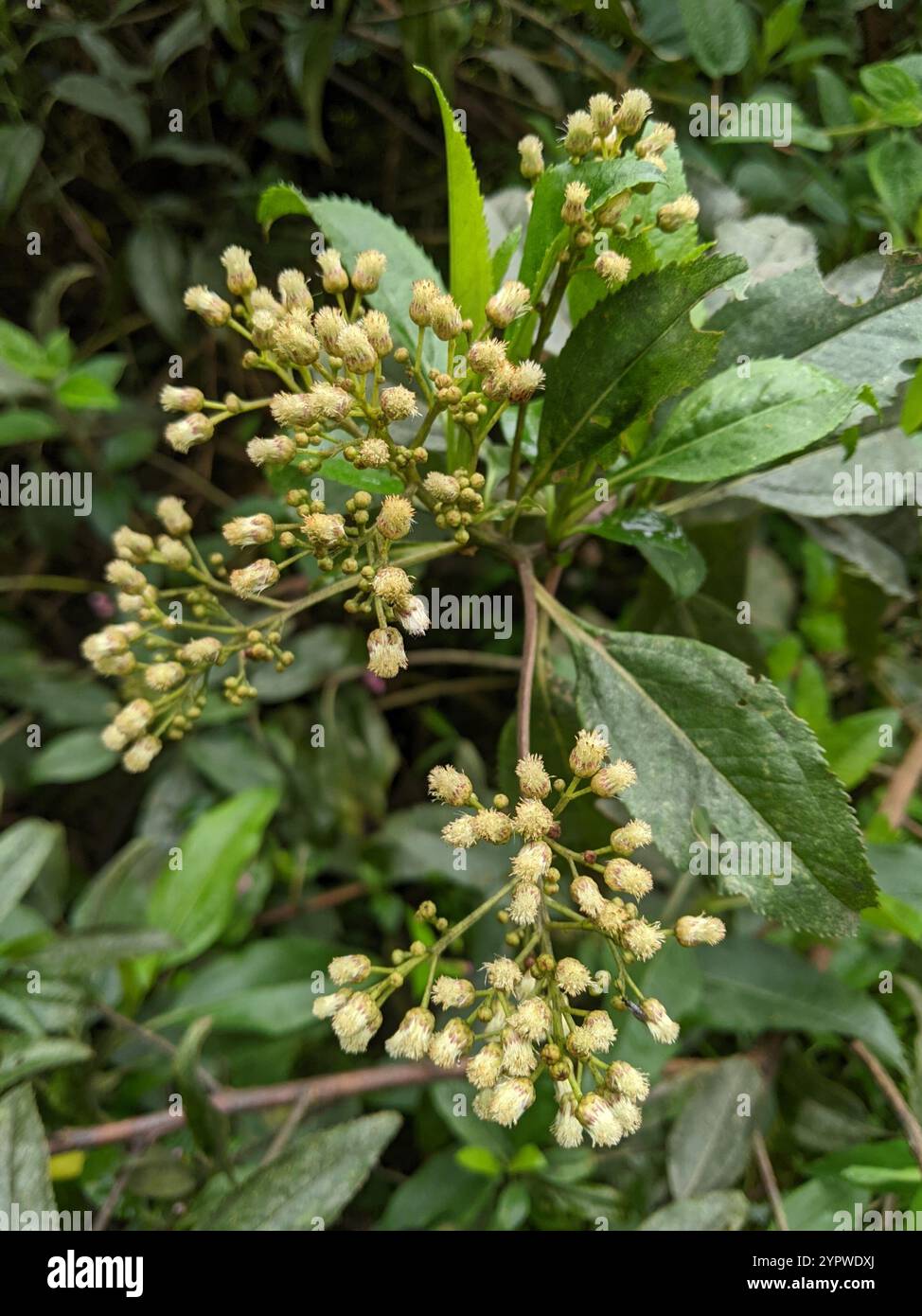 Chilca (Baccharis latifolia Stock Photo - Alamy