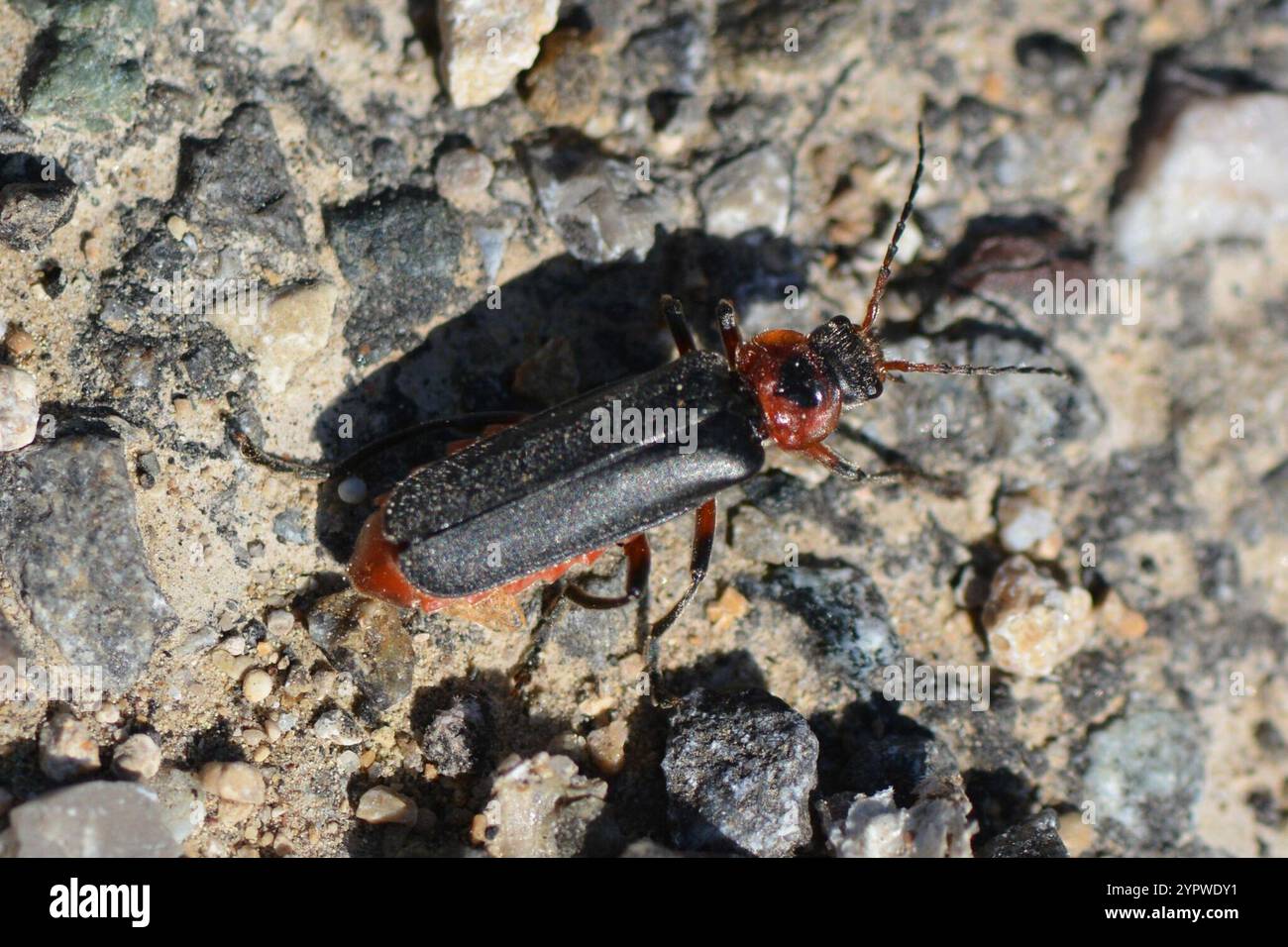 Rustic Sailor Beetle (Cantharis rustica Stock Photo - Alamy
