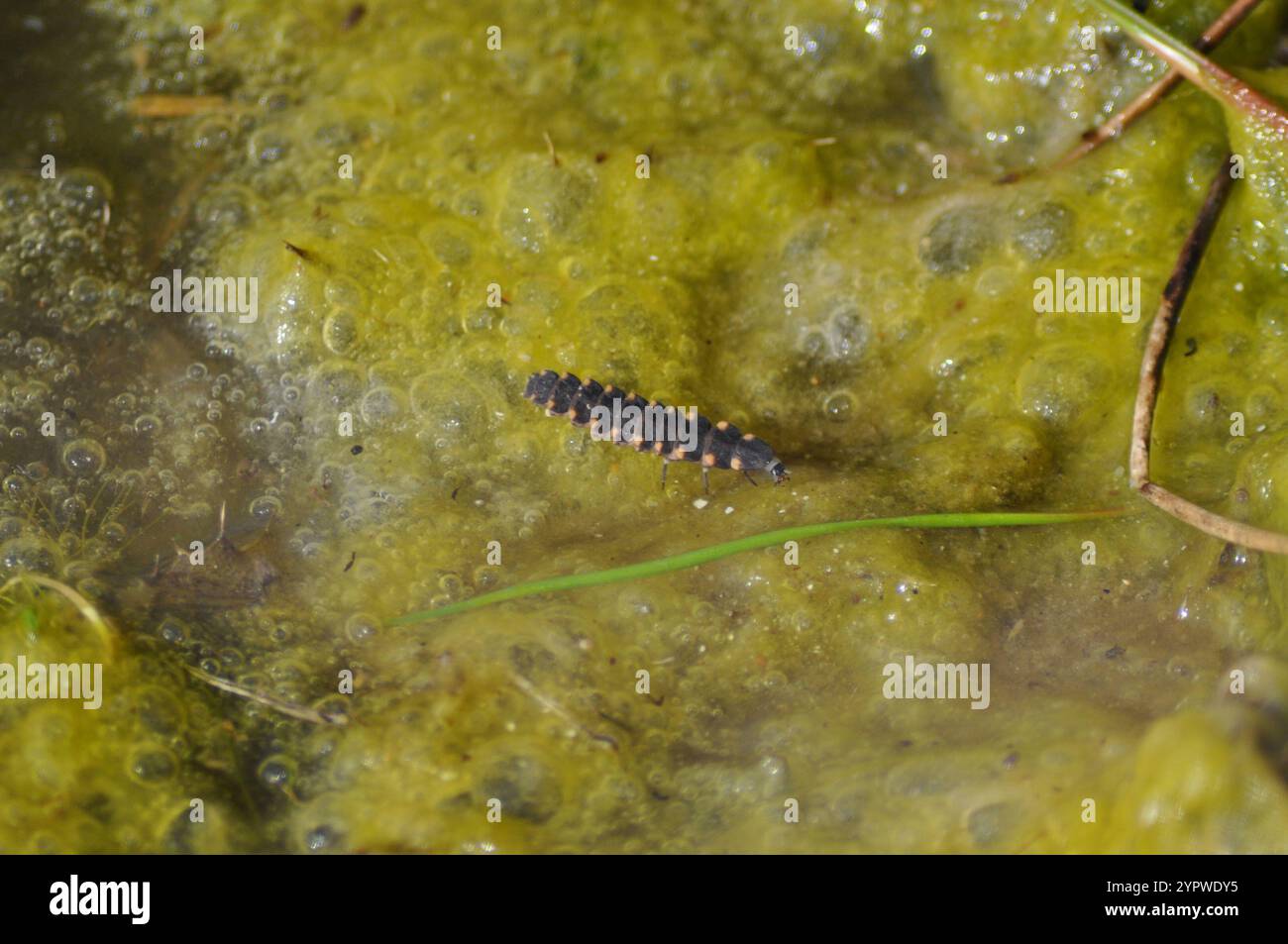 European Glow-worm (Lampyris noctiluca Stock Photo - Alamy