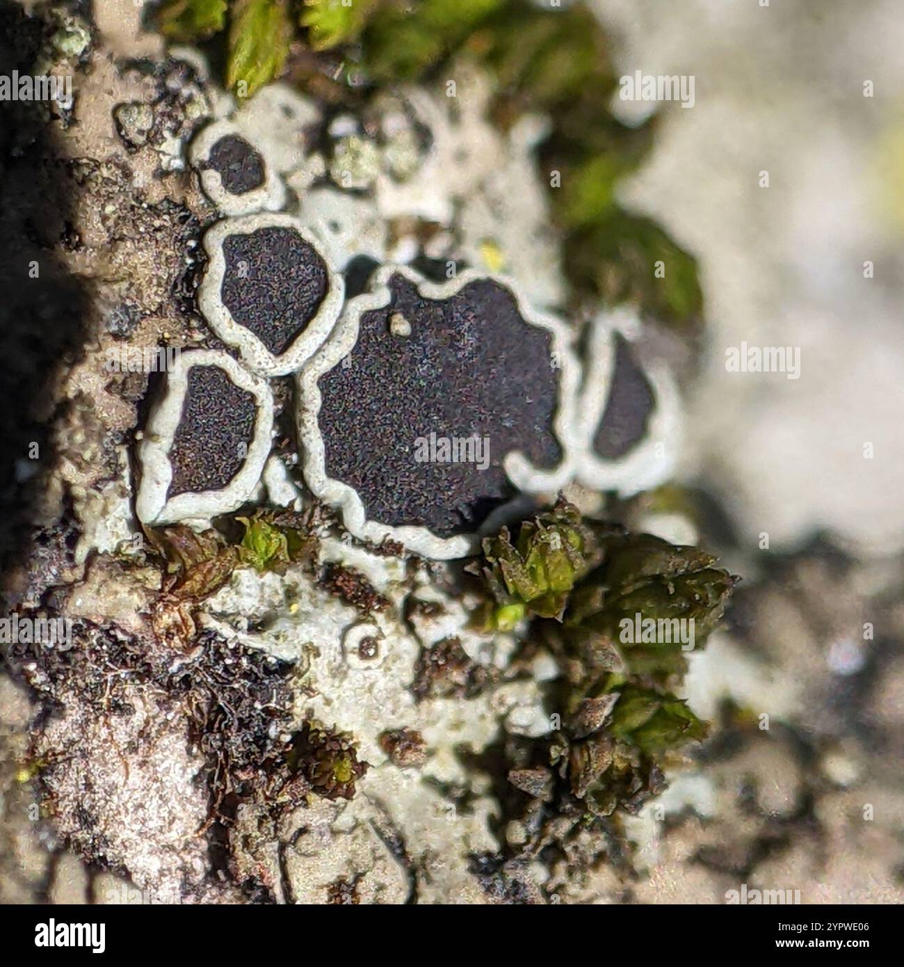rosette lichens, frost lichens, and allies (Physciaceae Stock Photo - Alamy