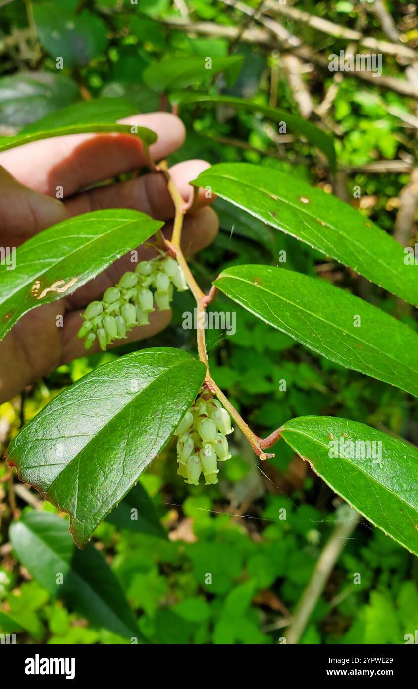 mountain doghobble (Leucothoe fontanesiana Stock Photo - Alamy