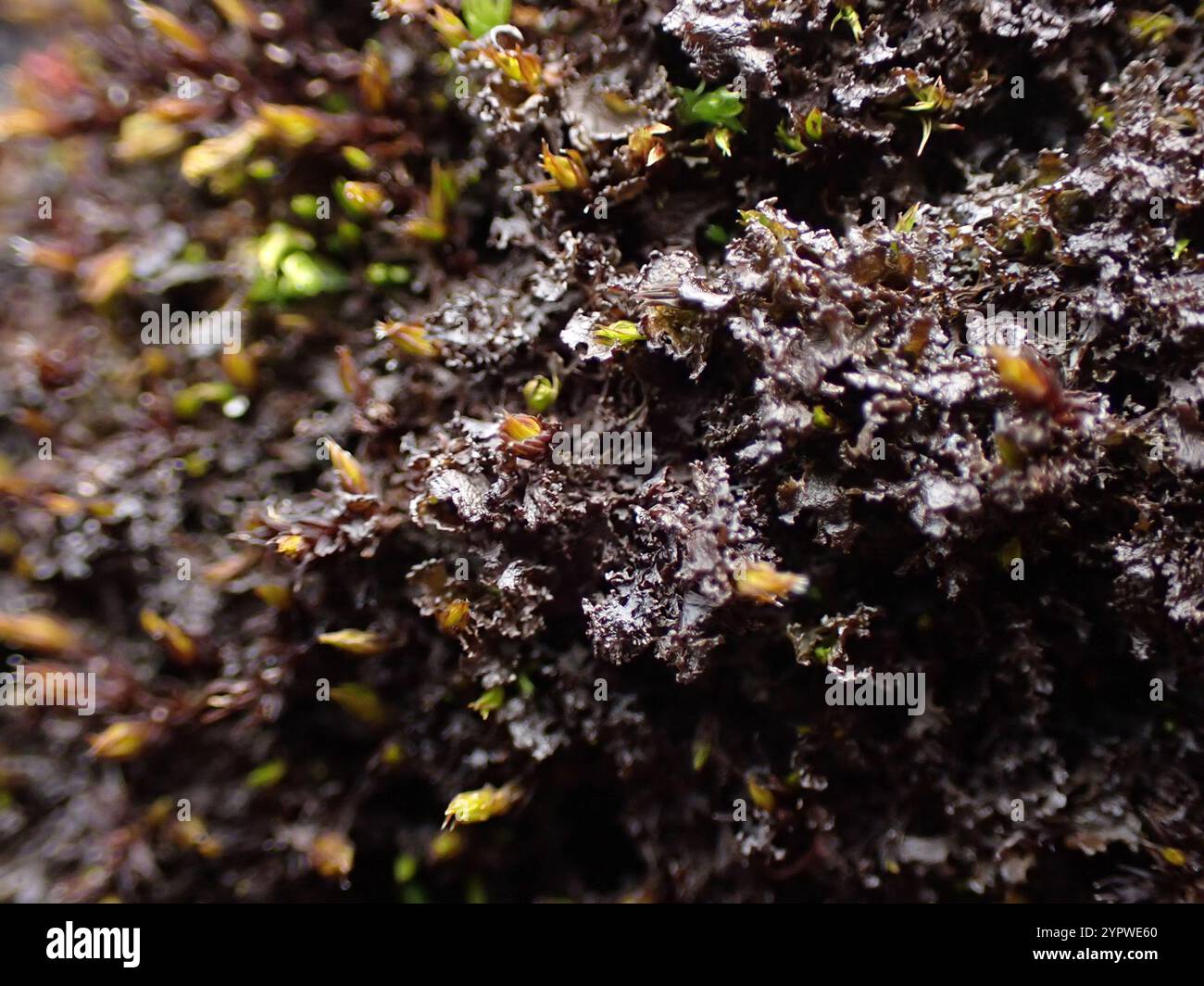 Tattered Jellyskin Lichen (Scytinium lichenoides Stock Photo - Alamy