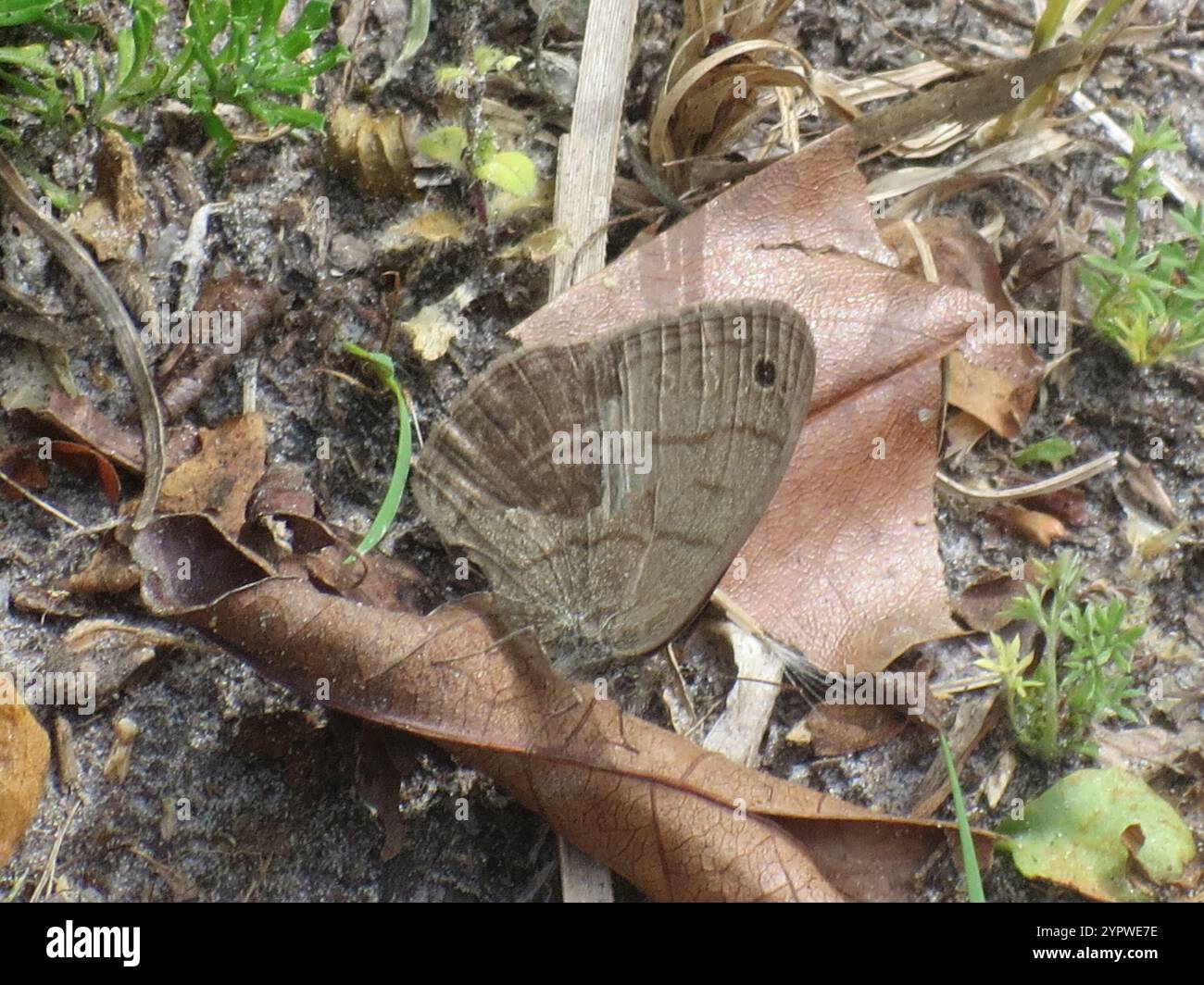 Carolina Satyr (Hermeuptychia sosybius Stock Photo - Alamy
