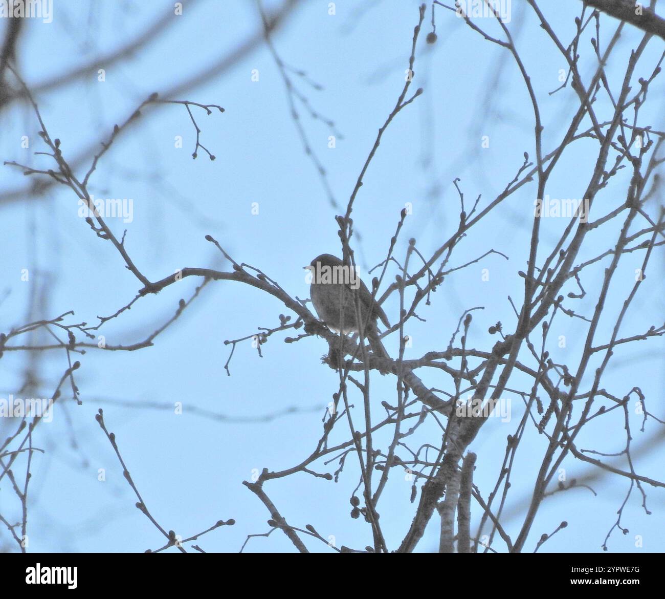 Perching Birds (Passeriformes Stock Photo - Alamy